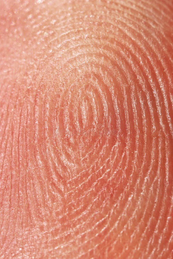 Fingerprint stock image. Image of fingermark, identity - 21426695