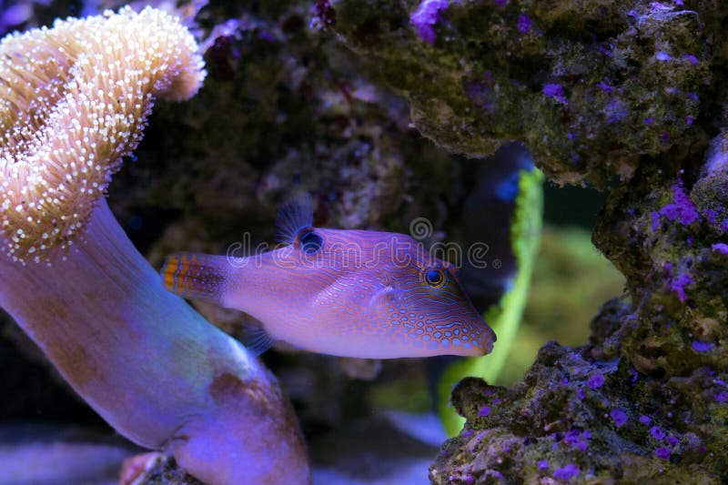 Fingerprint Compressed Toby Puffer Fish - Canthigaster Compressa Stock ...