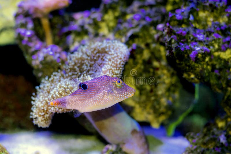 Fingerprint Compressed Toby Puffer Fish - Canthigaster Compressa Stock ...