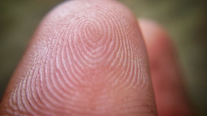 Fingerprint stock photo. Image of unique, fingerprint - 142854832