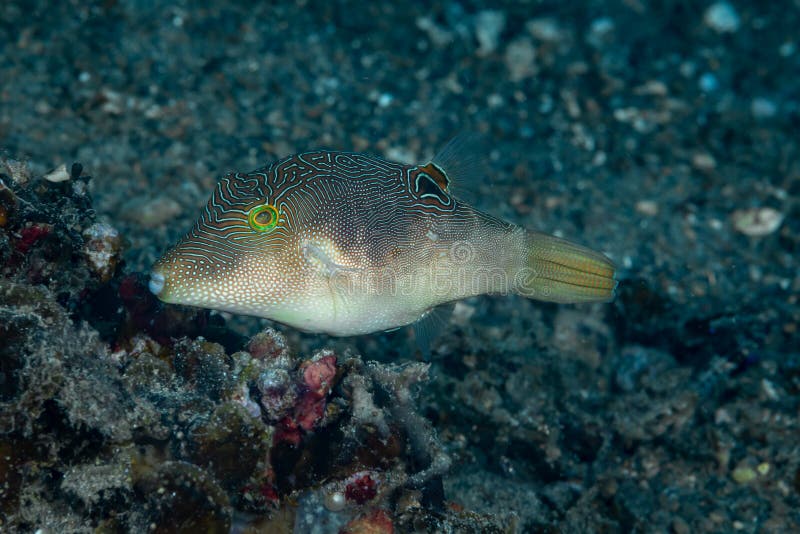 Fingerprint Toby Canthigaster Compressa Stock Photo - Image of ...