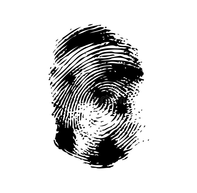 Fingerprint on White Background. Contour Curved Lines of Identification ...