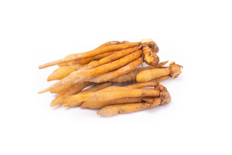 Fingerroot or Chinese`s Ginger is a Thai Herb and Cooking Ingredients ...
