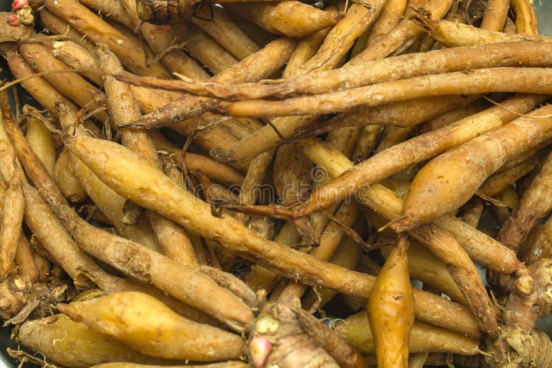 Fingerroot stock photo. Image of group, boesenbergia - 55861008