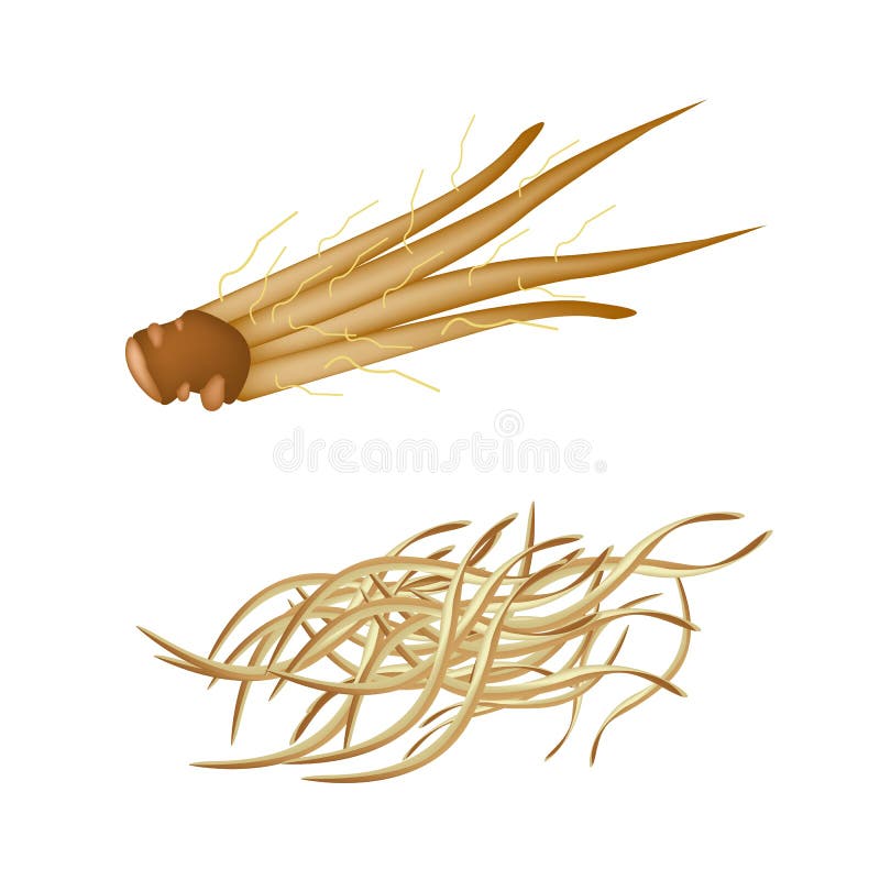 Julienne Ilustrações, Vetores E Clipart De Stock – (217 Stock ...