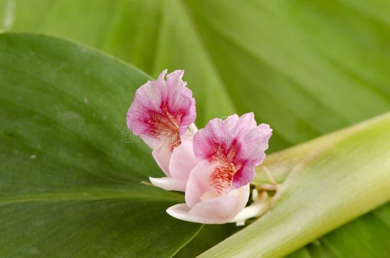 Fingerroot Flowers Stock Photos - Free & Royalty-Free Stock Photos from ...