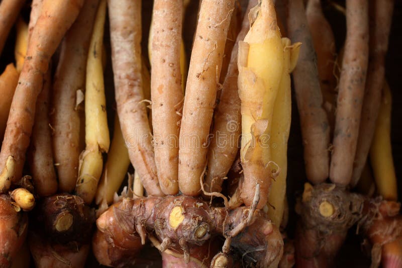 907 Fingerroot Stock Photos - Free & Royalty-Free Stock Photos from ...