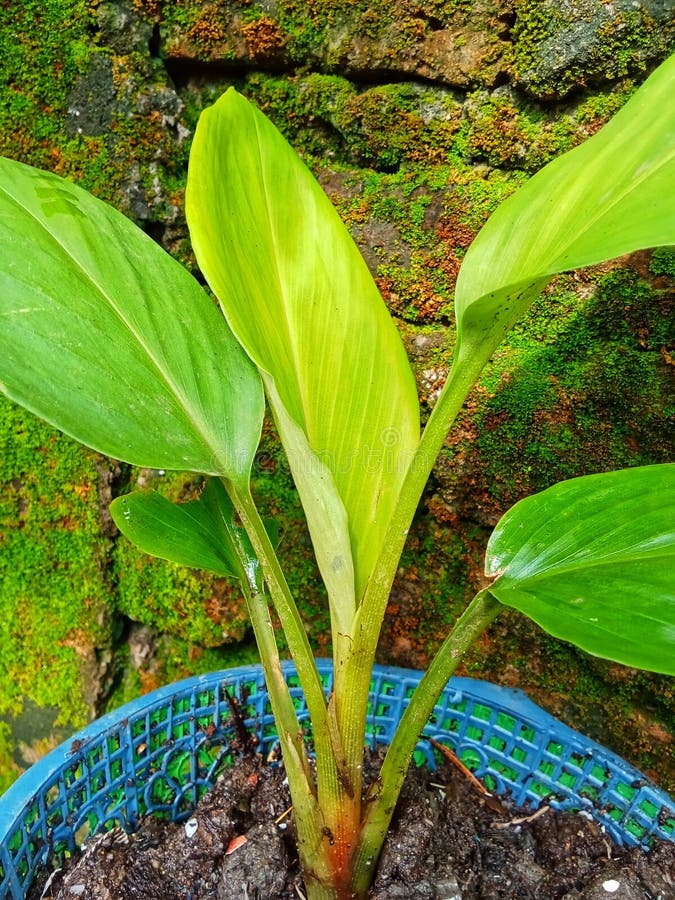Plant Fingerroot, Chinese Ginger, Chinese Keys, Galingale (Boesenbergia ...