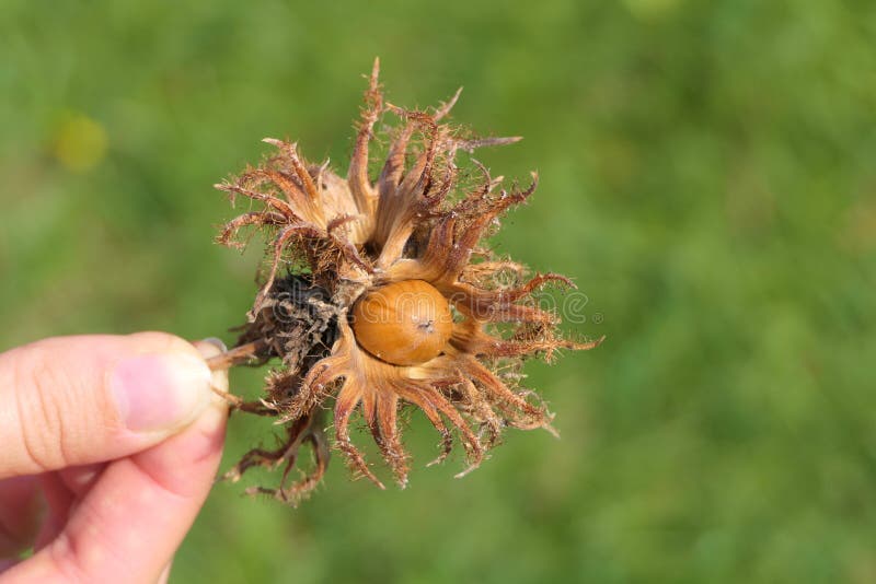 Between the Fingers the Hazelnut Fruit in Its Original Husk Stock Image ...