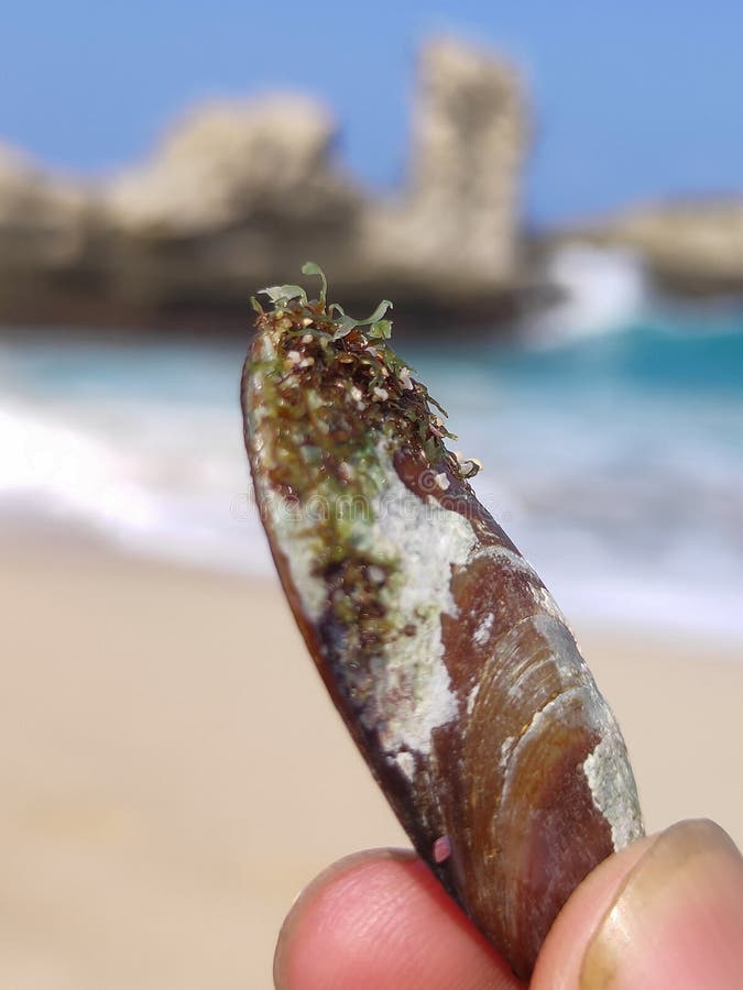 Fingers holding seashells stock photo. Image of produce - 225483514