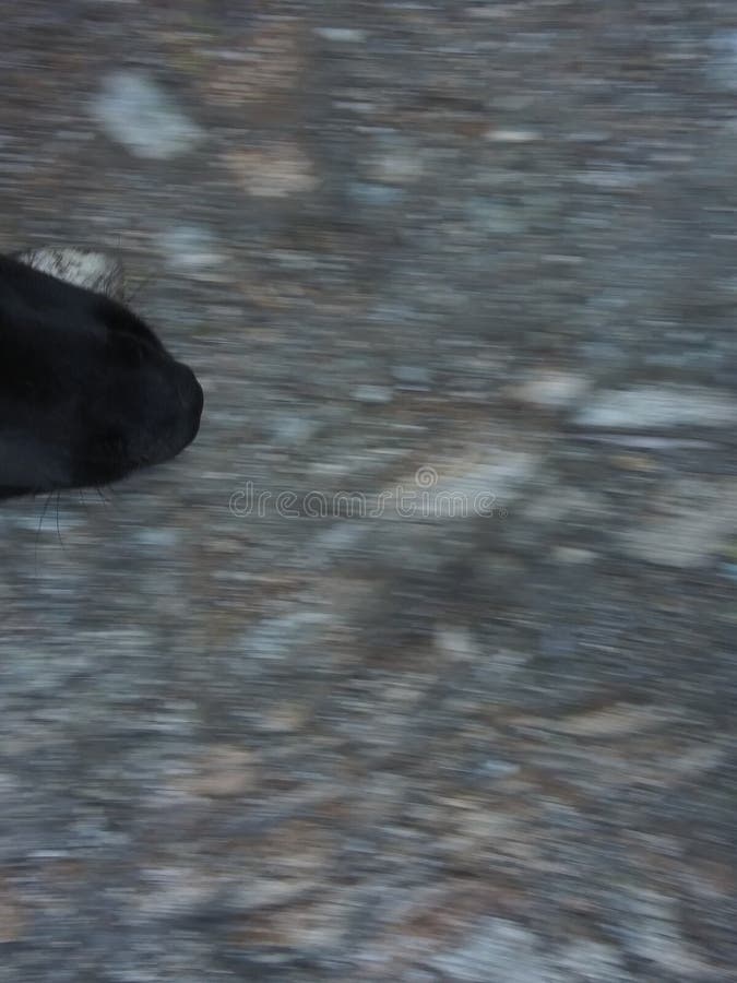 Finish line stock photo. Image of mosise, line, finish - 144903860