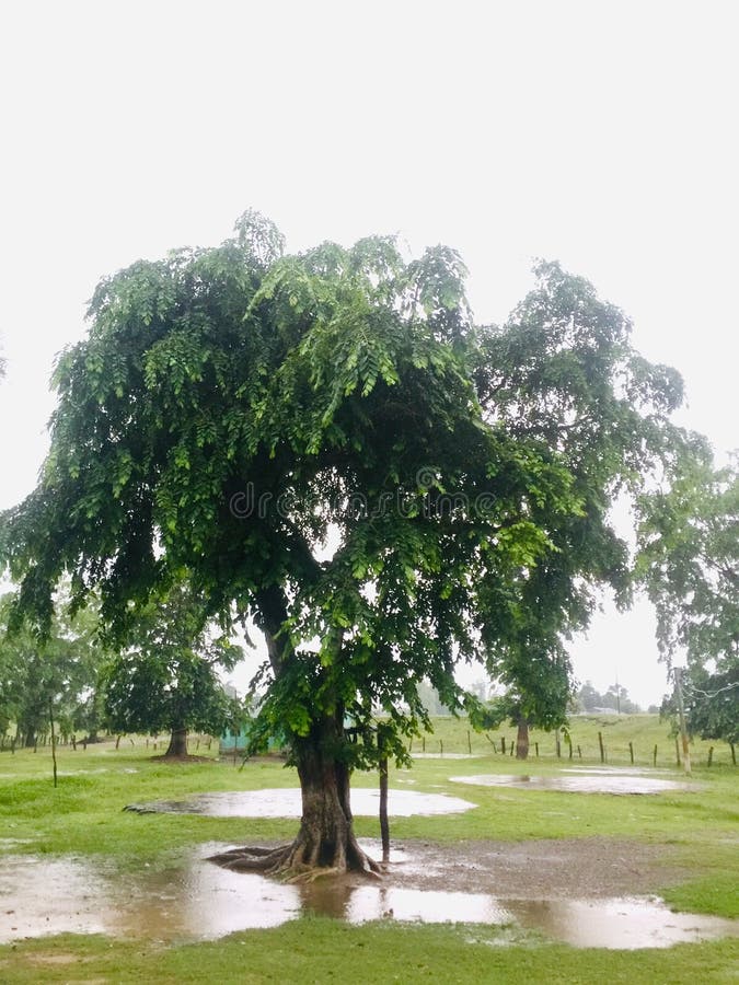 Midland tree stock image. Image of finish, midland, time - 171672419