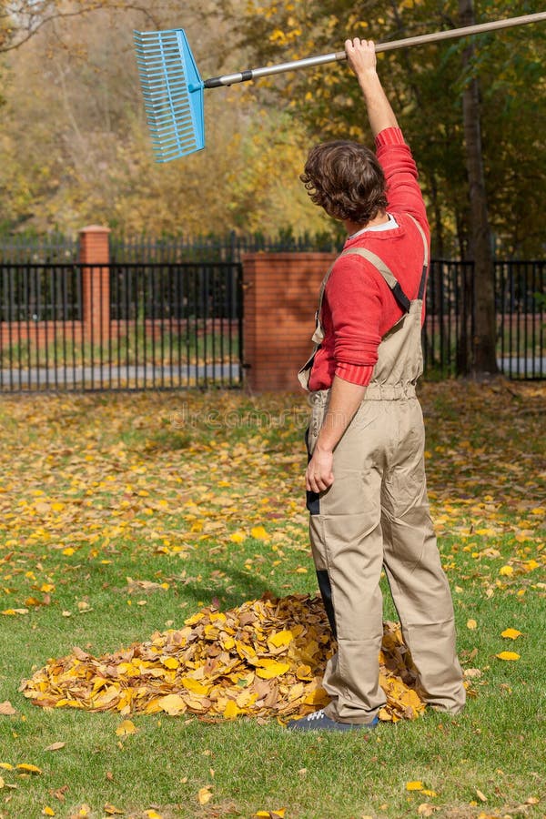 Sweeping leaves stock photo. Image of collect, raking - 43881980