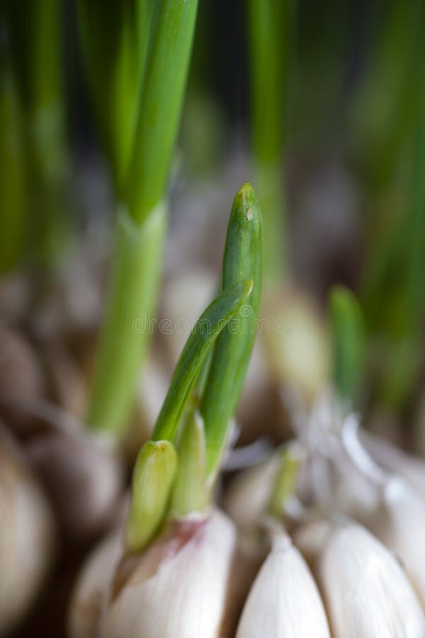 Finished Germination of Young Garlic before Planting2 Stock Image ...