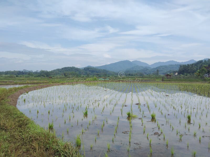 Finished Planting Rice in the Fields Stock Photo - Image of finished ...