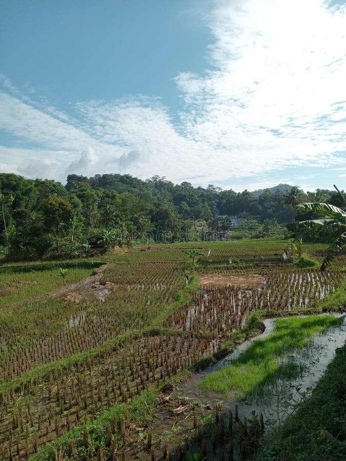 Finished Rice Harvest in the Rice Fields Stock Image - Image of ...