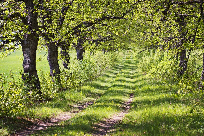Finland: Road in winter stock photo. Image of nordic - 22829664