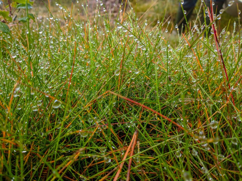 Finland, Nature, Dew, Forest, Grass Stock Photo - Image of forest ...