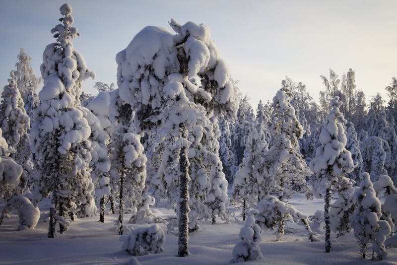 Finland: Vinter i en skog arkivfoto. Bild av isig, utomhus - 30486548