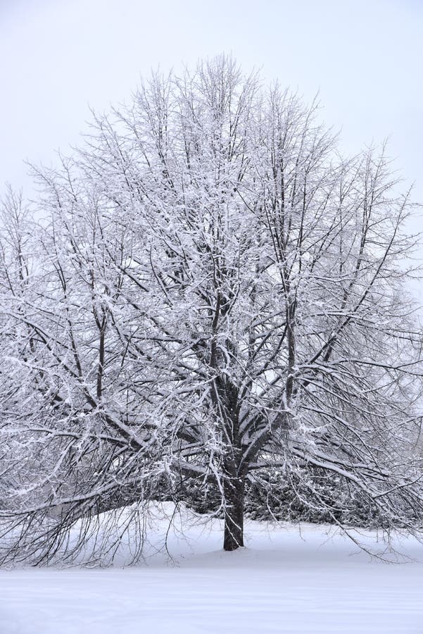 Finland winter landscape stock photo. Image of woods - 135861708
