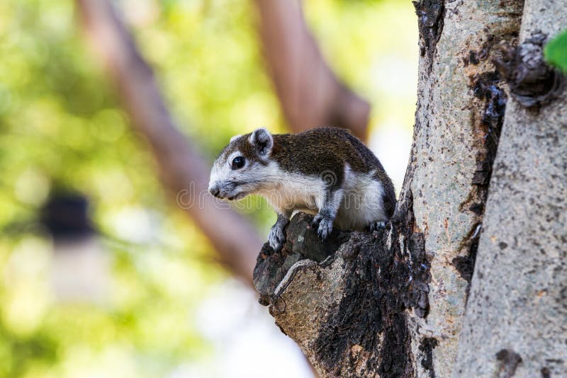 Ardilla de Prevost foto de archivo. Imagen de copia, indonesia - 87816006