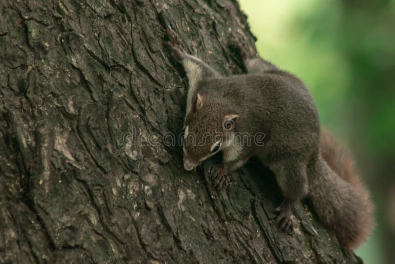 Squirrel Climbs in Trees ,Finlayson Squirrel Climbs in Trees, Stock ...