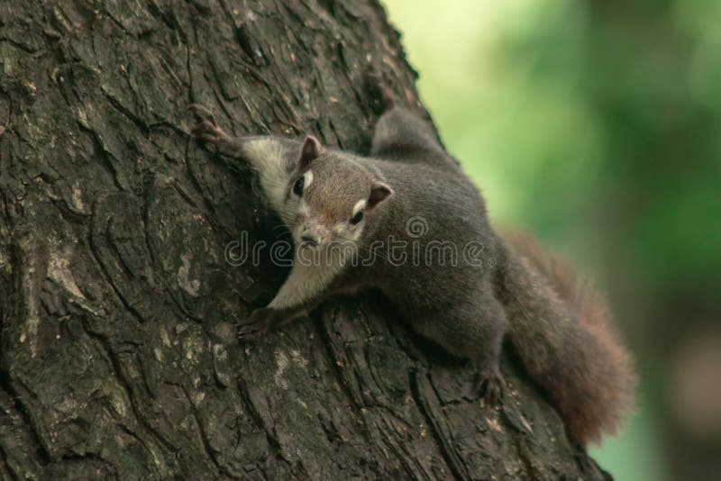 Squirrel Climbs in Trees ,Finlayson Squirrel Climbs in Trees, Stock ...