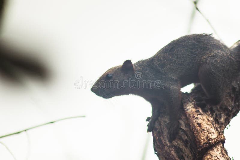 Finlayson`s Squirrel Climbs in Trees Stock Photo - Image of cheerful ...