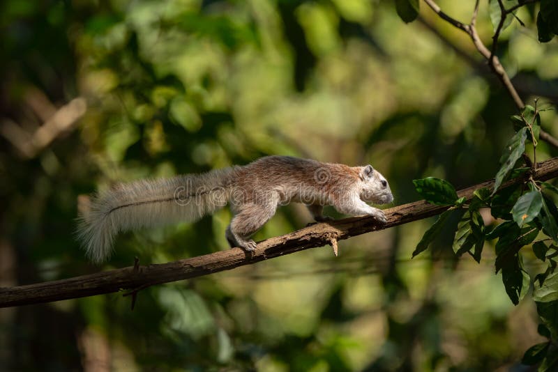Finlayson`s Squirrel in the Rain Forest Stock Image - Image of brown ...