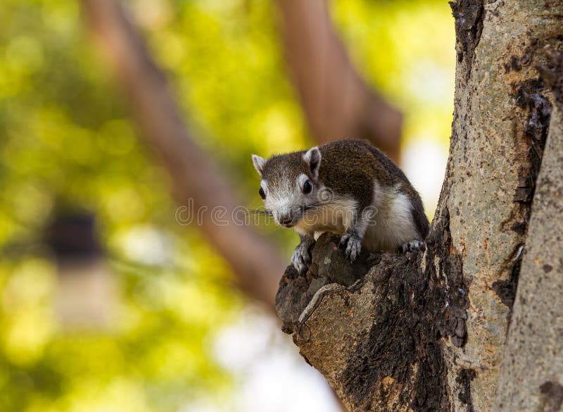 Cute Brown Finlayson Squirrel with Beige Cream Face and Bushy Ta Stock ...