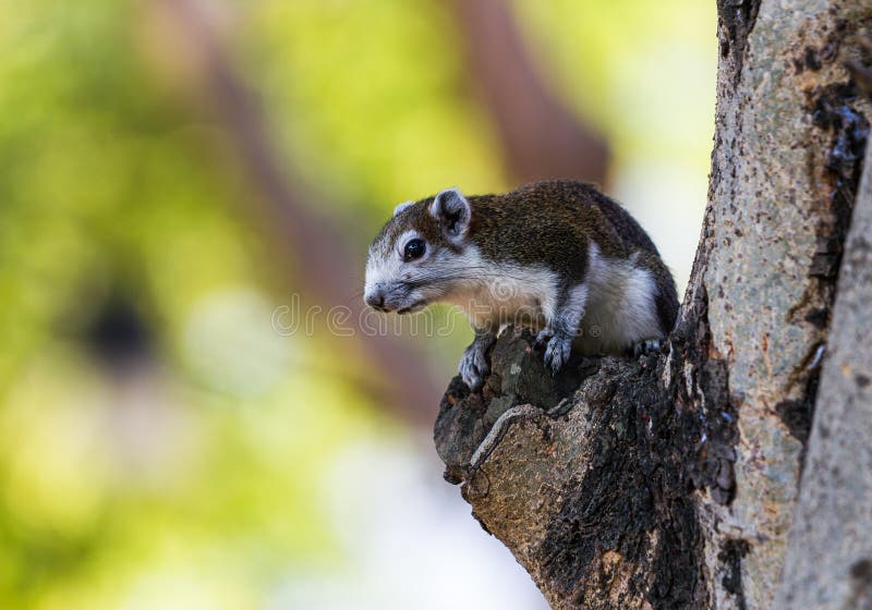 Finlayson S Squirrel (Variable Squirrel , Callosciurus Finlayso Stock ...