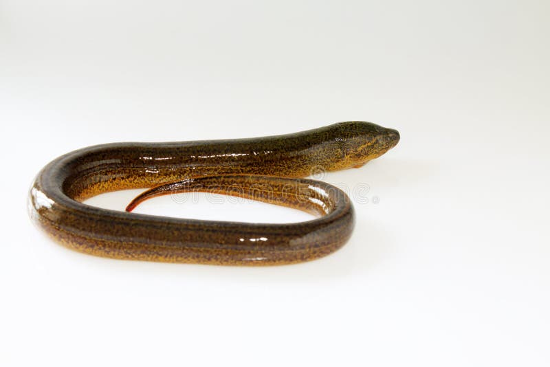 Finless Eel on White Background Stock Photo - Image of animal, snakes ...