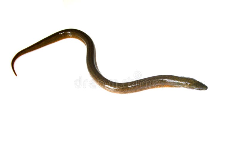 Finless Eel on White Background Stock Photo - Image of crawling, snakes ...