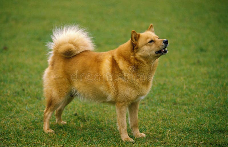 Finnischer Spitz Hundestellung Auf Rasen, Stockfoto - Bild von stehen ...