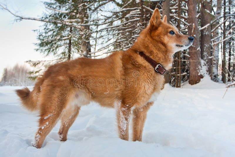 Finnischer Spitz Im Wald Im Winter Stockbild - Bild von bild, wald ...
