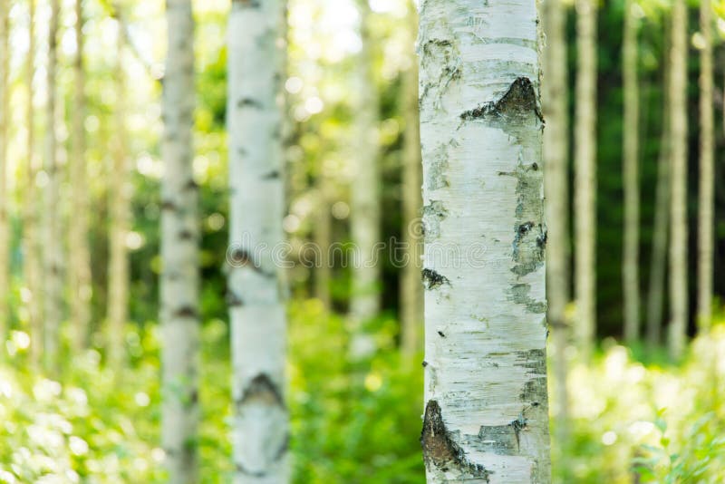 Finnish birch forest stock photo. Image of scandinavia - 72216872