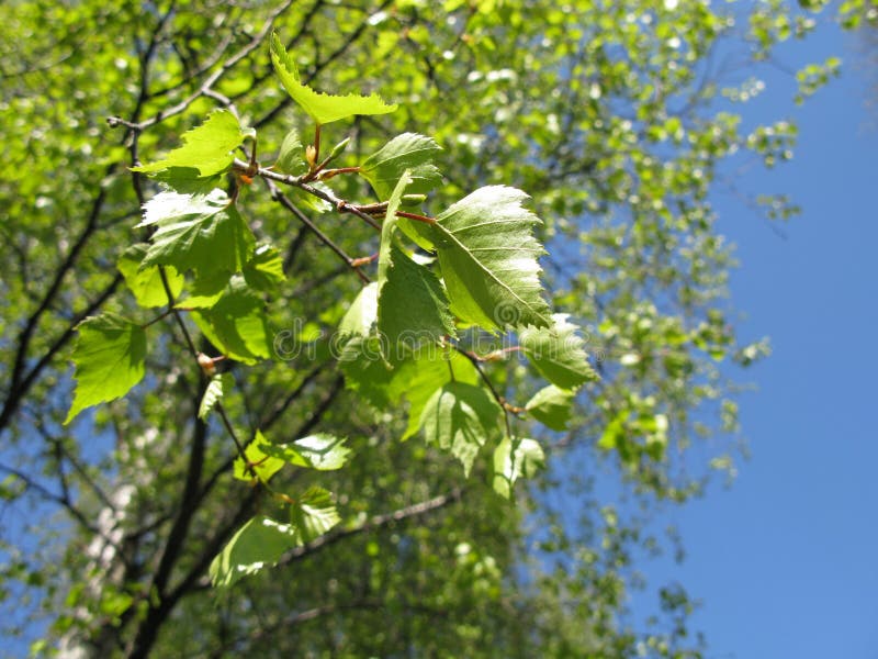 Finnish birch trees stock photo. Image of birch, fresh - 53276602