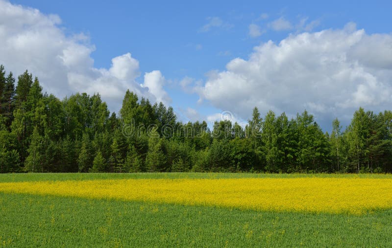 Finnish Countryside Landscape with Yellow Field of Rapeseed Stock Photo ...