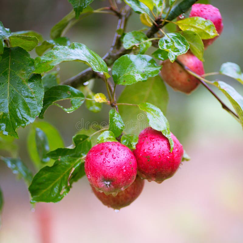 Finnish Domestic Apples with Scab Stains Stock Image - Image of october ...