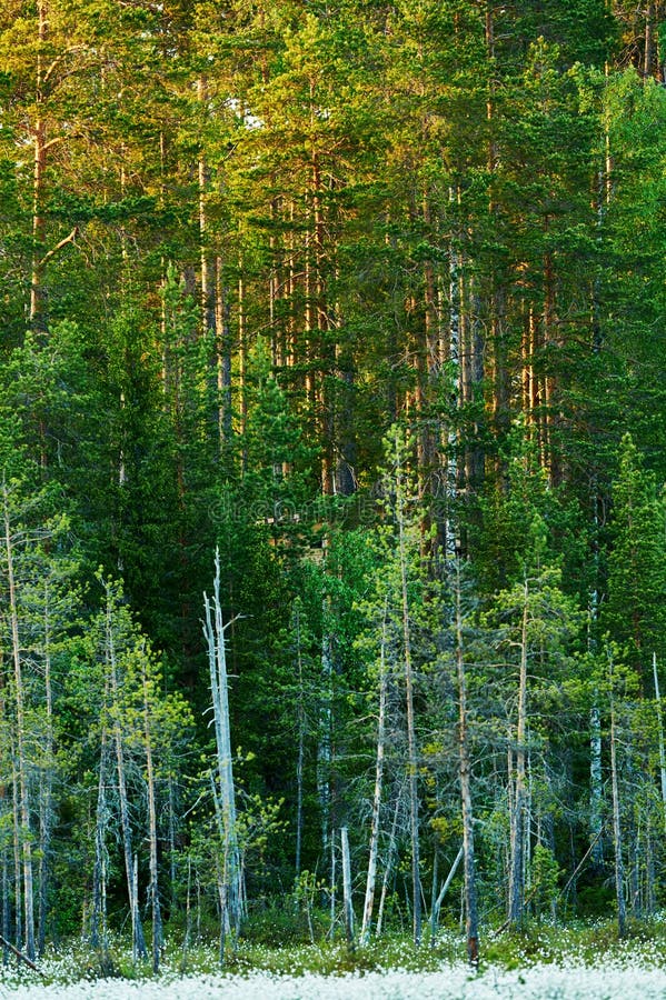 Finnish forest at dawn stock image. Image of forest, country - 52311993