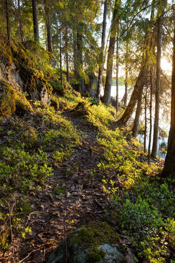 Finnish Forest at Sunset Light Stock Image - Image of freshness ...