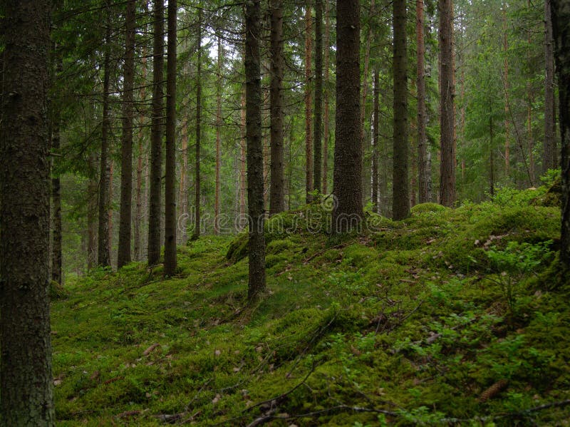 A Finnish forest stock photo. Image of plant, finland - 41315830
