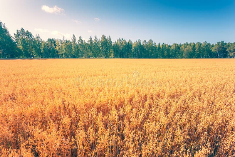 Finnish Grain Field at Sunset. Sotkamo, Finland Stock Photo - Image of ...