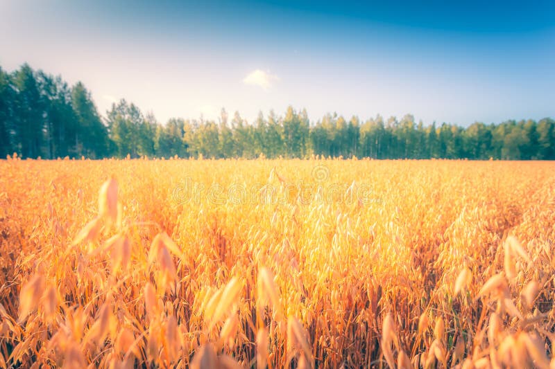 Finnish Grain Field at Sunset. Sotkamo, Finland Stock Photo - Image of ...