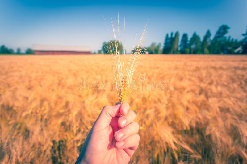 Finnish Grain Field at Sunset. Sotkamo, Finland Stock Photo - Image of ...