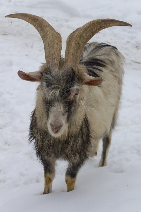 Finnish Landrace Goat in Snow Stock Image - Image of snow, wildlife ...