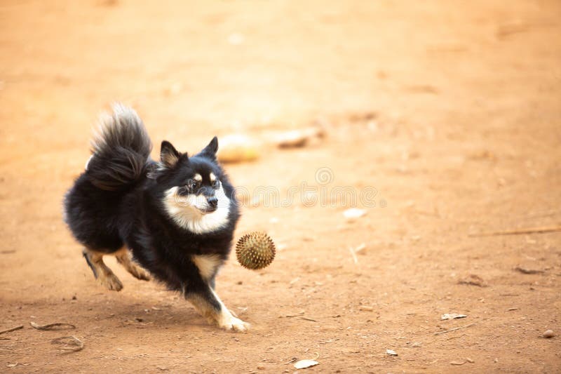 Finnish Lapland Dog Playing Fetch in a Park Stock Image - Image of ...