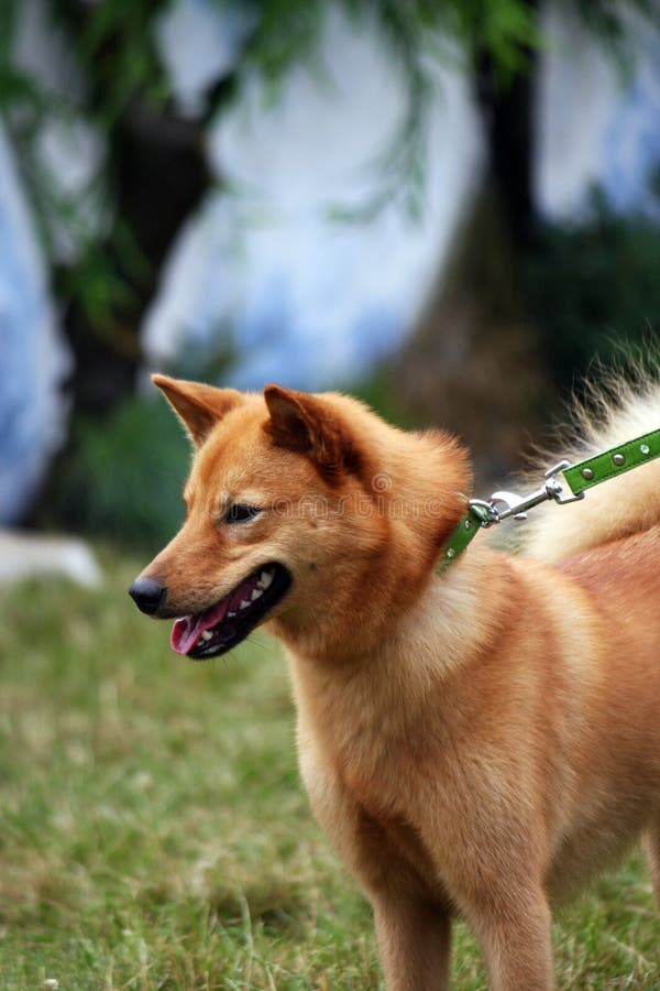 Finnish Spitz stock photo. Image of alert, grass, pedigree - 6037876