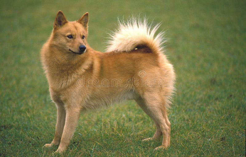 Spitz finlandais stock photo. Image of finnish, individual - 170288196