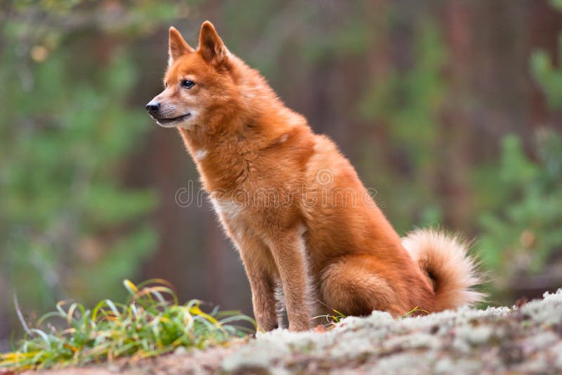 Finnish Spitz stock photo. Image of spitz, canine, alert - 9169472